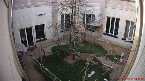 2 5 2birds Object Detection Dataset By Video Object Detection