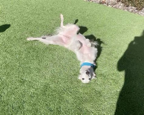 Sunbathing On Tumblr