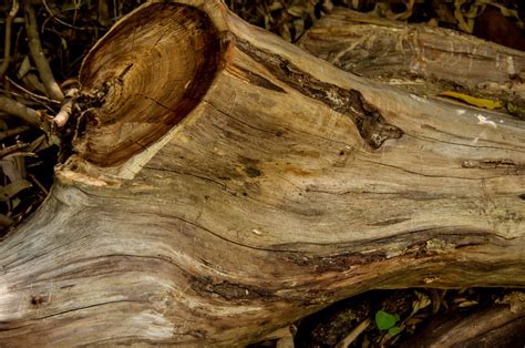 Fotos gratis naturaleza rock planta madera textura hoja el maletero formación Produce