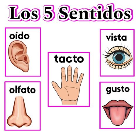 Los 5 Sentidos Estrategias De Enseñanza Actividades 5 Sentidos Los