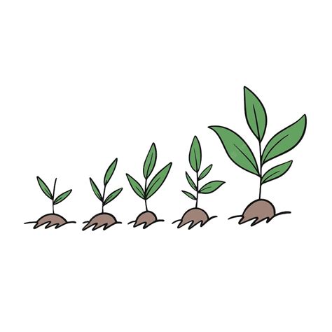 Premium Vector A Cartoon Drawing Of A Plant With The Stages Of Growth