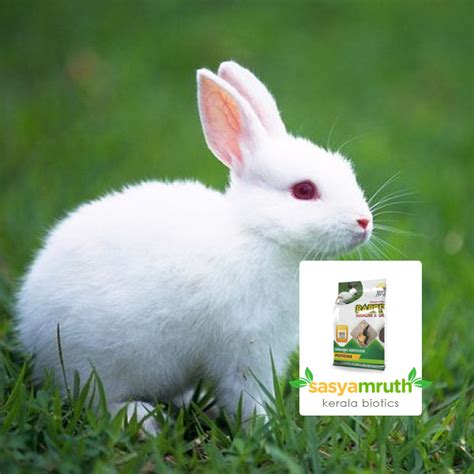 Buy Rabbit Manure Organic Fertilizer For Plants Kerala Biotics