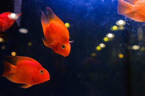 수족관 금붕어 수족관에 물고기 수생 식물의 배경에 물고기 0명에 대한 스톡 사진 및 기타 이미지 0명 가축 감금 상태 Istock