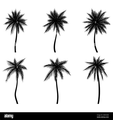 Coconut palm vector illustration graphic silhouette paradise nature ...