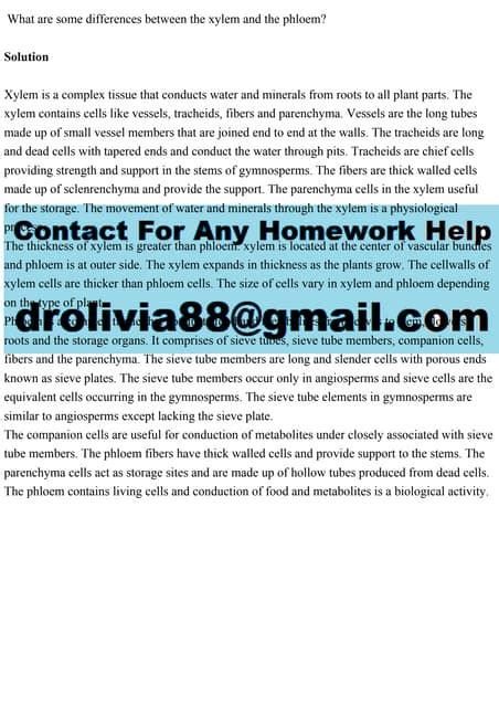 Xylem And Phloem Ppt