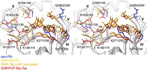Pdf Structures Of The Signal Recognition Particle Receptor From The Archaeon Pyrococcus