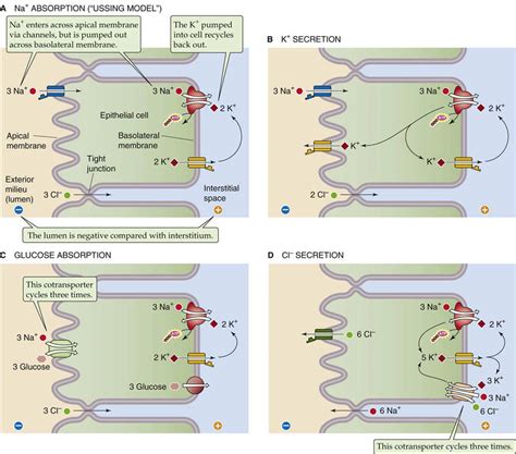 Collection 94 Pictures Transport Of Ions Across The Cell Membrane Stunning