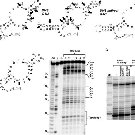 Chemical Probing Of Tertiary Structure Elements A Probing With Depc