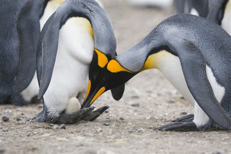 Do Penguins Have Knees
