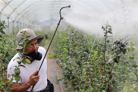 Koliko su pesticidi prisutni u voću i povrću