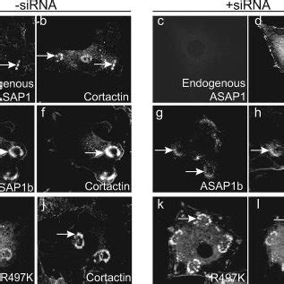 Effect Of ASAP1 Arf GAP Activity On Podosome Formation The Left