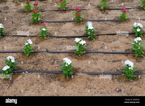 Irrigation Spray System Hoses Process Of Watering Flowers In Middle Eastern Countries With Arid