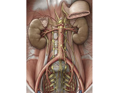 Autonomic Plexus Of Abdomen Quiz
