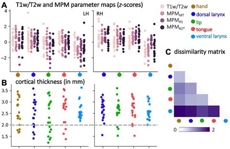 Measures Of Cortical Microstructure Derived At Individual Activation