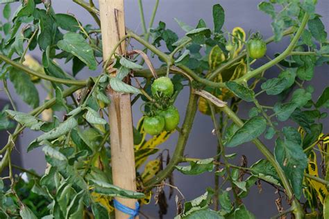 5 Reasons Your Tomato Plant Is Wilting And How To Fix It