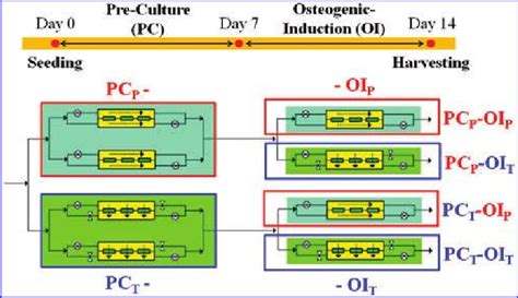 Schematics Of The Staged Bioreactor Operation The In House Perfusion
