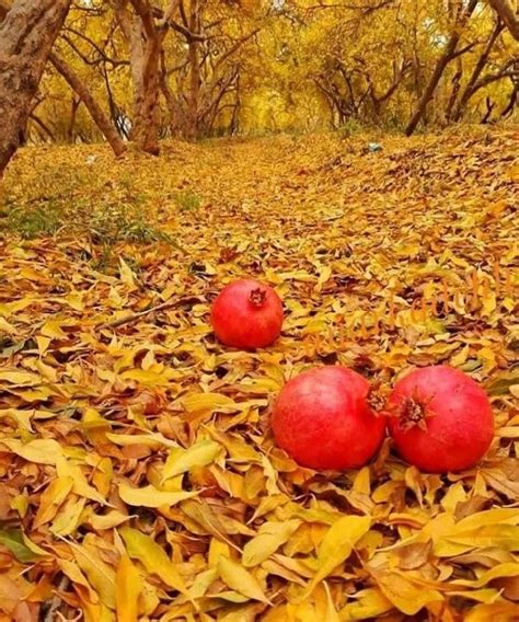 آلبوم عکس پروفایل پاییز دخترانه فانتزی شیک 2 تــــــــوپ تـــــــــاپ