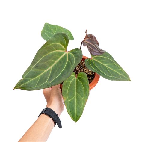 Anthurium Papillilaminum Red Stem Aroid Market