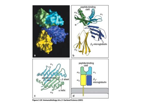 Ppt The Major Histocompatibility Complex Mhc Powerpoint
