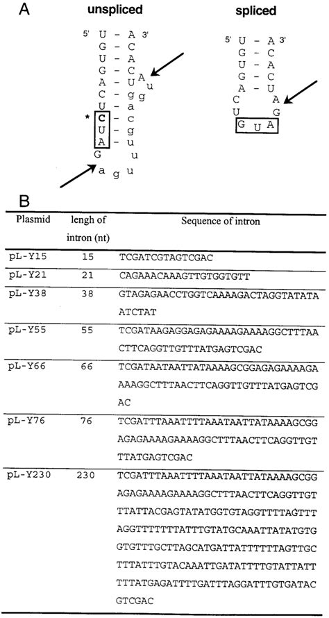 A Predicted Secondary Structure Of The Anticodon Stem Loop Of