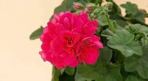 Geranien "Hot Pink" - hängend - Anni's Erdbeershop