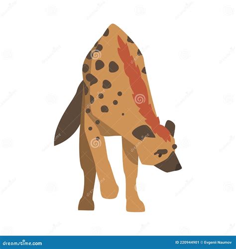 Hyena As Carnivore Mammal With Spotted Coat And Rounded Ears Walking