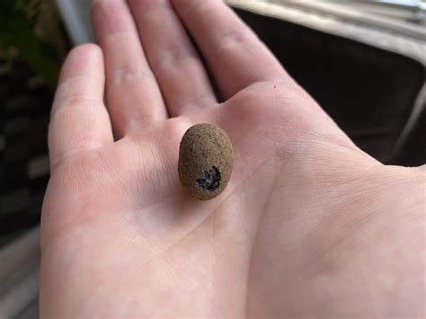 What Are These Small Spherical Objects Which I Keep Finding In My