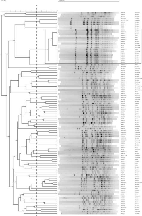 Antimicrobial Resistance In Enterococcus Faecium And Enterococcus Faecalis Isolates Of Swine