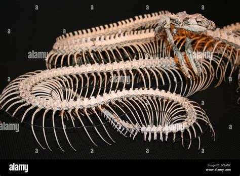 Python Skeleton Showing Ribs And Backbone Stock Photo Alamy