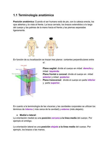 Terminología Anatómica Anonimo Nnnn Udocz