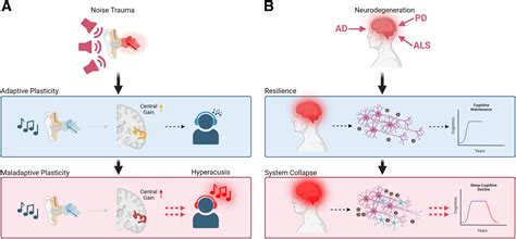 Brain Connectivity Neural Networks And Resilience In Aging And Neurodegeneration The