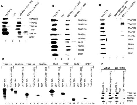 Coordination Of P300 Mediated Chromatin Remodeling And Trapmediator