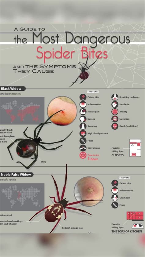 Most Dangerous Spider Bites