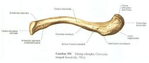 Pelajar Era Digital Bagian Bagian Anatomi Fisiologi Ekstremitas Atas