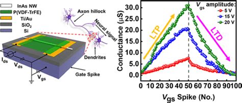 Artificial Synapse Based On An Inas Nanowire Field Effect Transistor With Ferroelectric Polymer