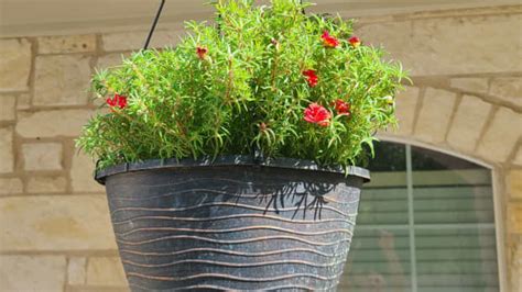How To Grow And Keep Moss Alive Dengarden