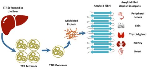 Knowledge About Transthyretin Cusabio