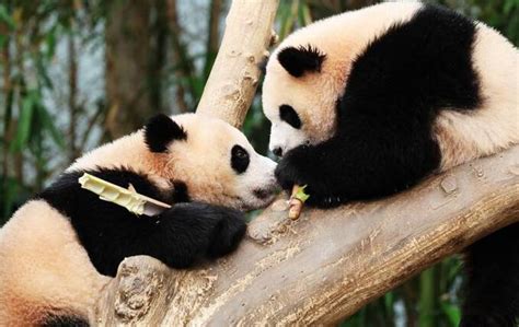 포토 다정한 쌍둥이 판다