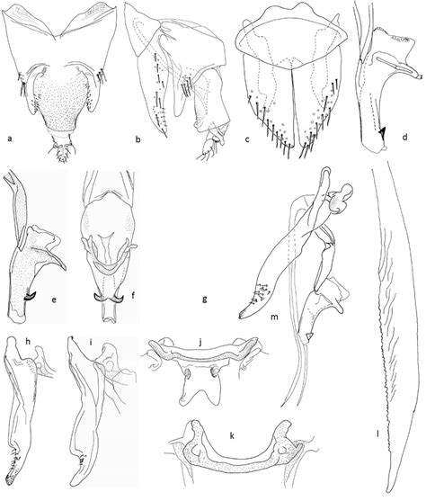 A N Discolopeus Diacaenus Ngen And Sp Male And Female Genitalia