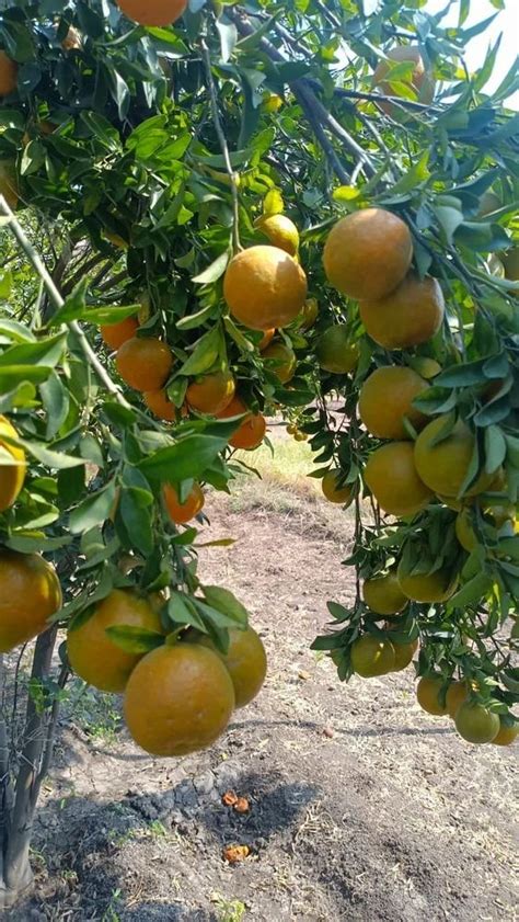 Fresh Orange Fruit At ₹ 110 Kg Indian Fruits In Chennai Id