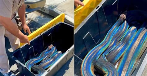 Incredible Rainbow Reticulated Python Leaves Internet In Awe Watch The