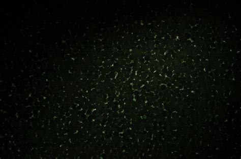 폴리스티렌 폼 클로즈업 거품 스티로폼 텍스처 배경 검은 색 배경 0명에 대한 스톡 사진 및 기타 이미지 0명 거친 거친