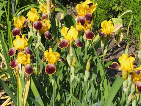 Floarea De Iris Ingrijirea Florii Cu Nume De Zeita
