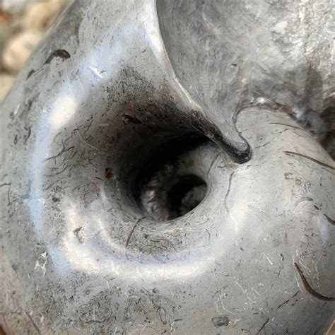 Nautilus Shell Fossil Whitby North Yorkshire Jurassic Coast