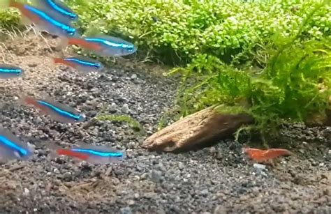 Do Neon Tetras Eat Shrimp Can They Live Together