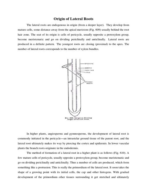 Csir Net Pathfinder Origin Of Lateral Root 1 Pdf Root Tissue Biology