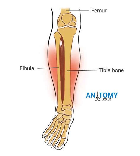 Tibia Ots Piszemy Z Radom Mazowieckie