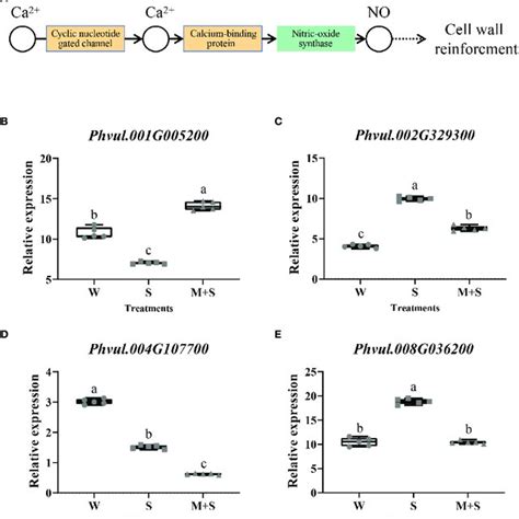 Analysis Of The Plant Pathogen Interaction Pvu04626 Pathway And Its Download Scientific