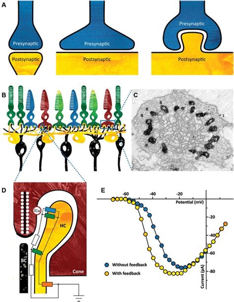 A Ephaptic Interactions Will Occur In Every Synapse The Strength Of