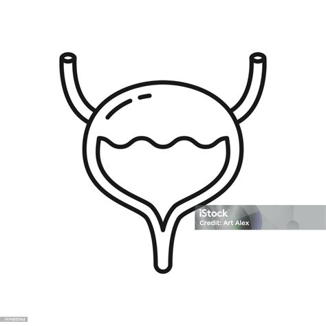 Ilustración De Icono De Vejiga Urinaria Humana Ilustración Vectorial